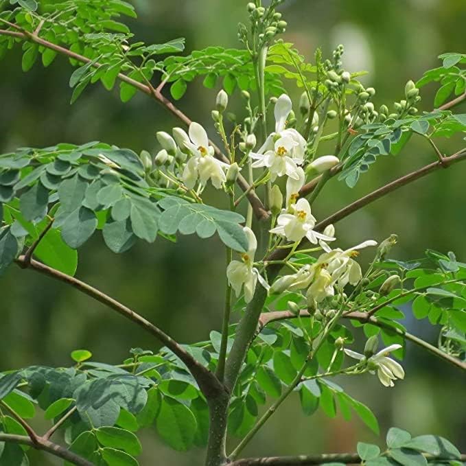OSHNIK Murungai Leaf Live Plant | Shevaga | Sahjan | Saragavo | Moringa ...