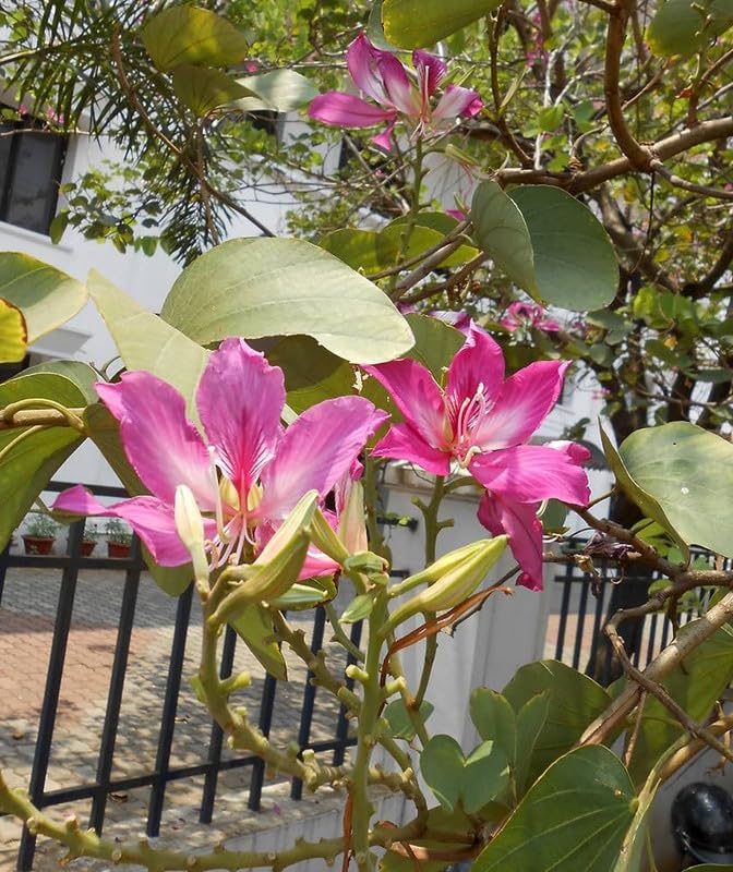 Indoor-Outdoor Kanchan flower plant Pack of 1 : Amazon.in: Garden ...