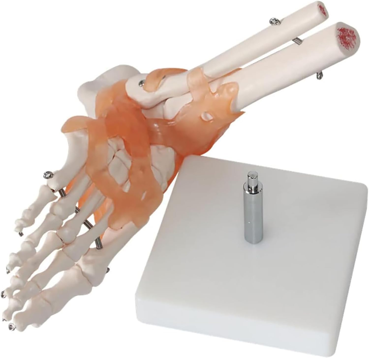 Amazon.com: UNbit Anatomical Foot Model Anatomical Ankle Joint Model ...