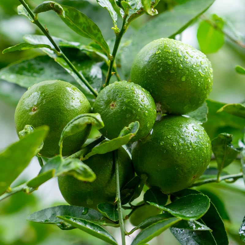 Amazon.com : Persian Lime Tree, Lime Plant Live, Lemon Lime Tree, Mini ...