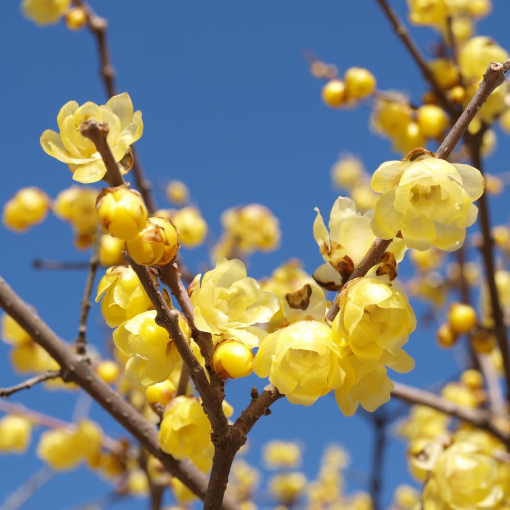Amazon.com : Wintersweet Tree Seedling, Yellow Fragrant Flowers, Winter ...