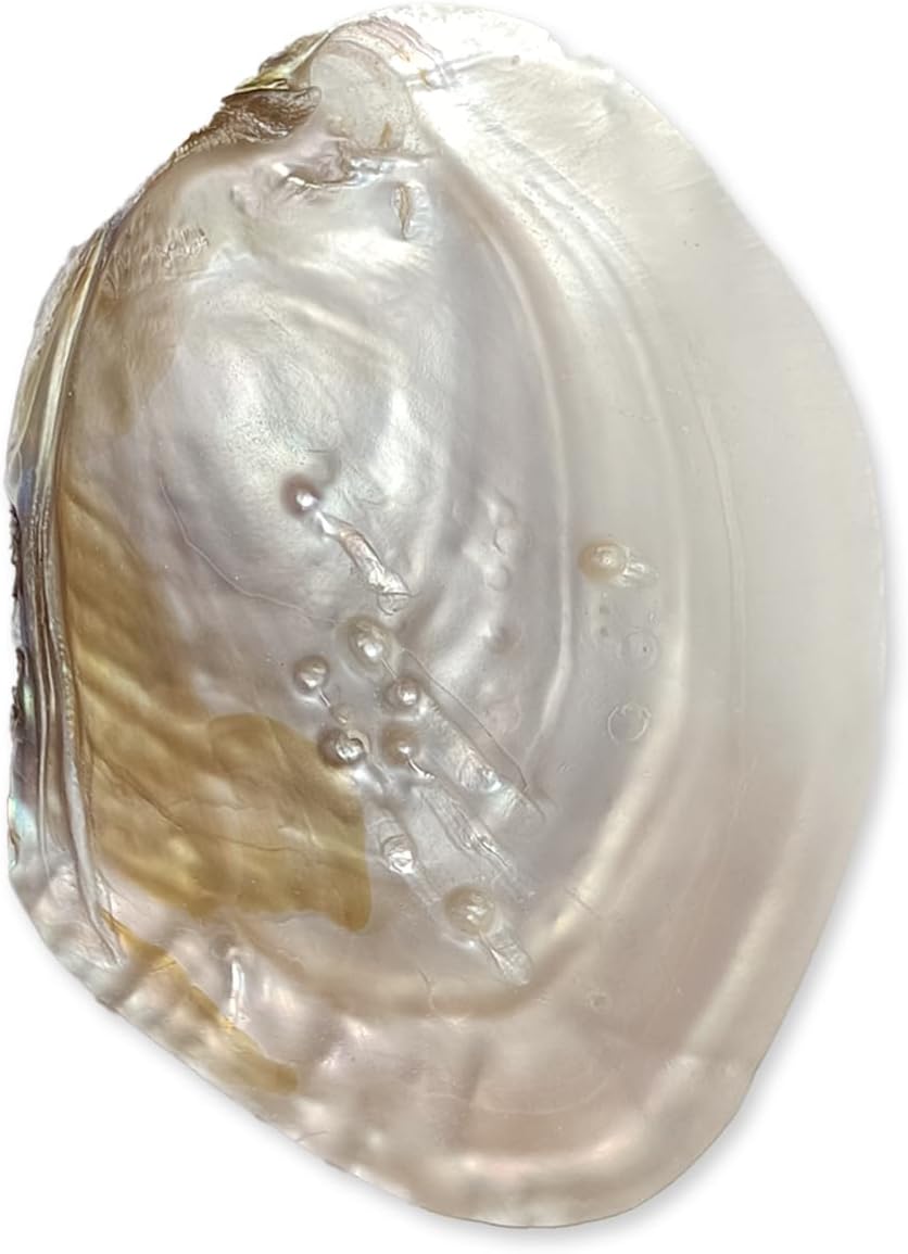 Amazon.com: BRBASAP Sage Bowl Large Smudge Shell Sage Bowl Holder for ...