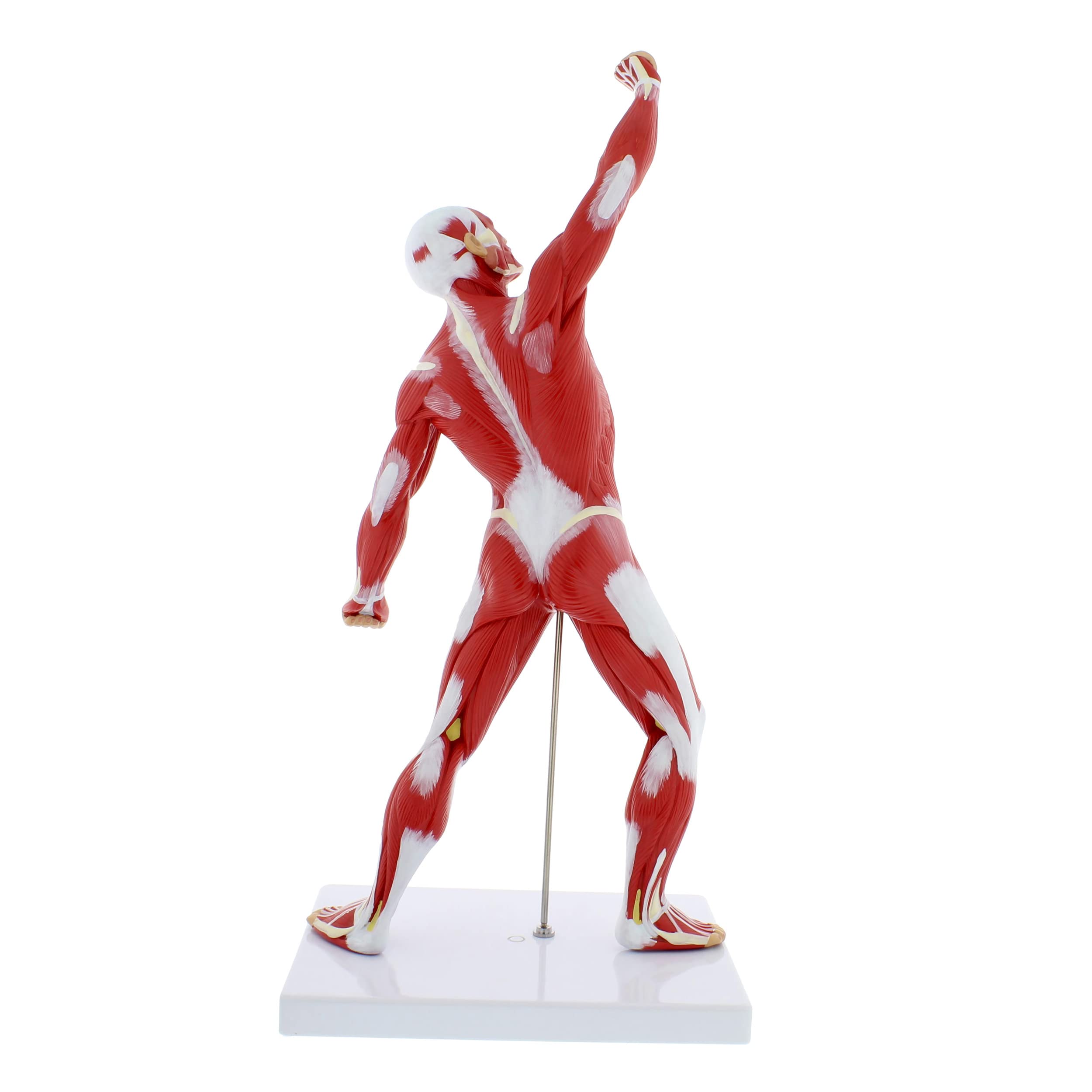 MonMed Human Muscle Model – 20in Mini Human Muscle Figure Human Anatomy ...