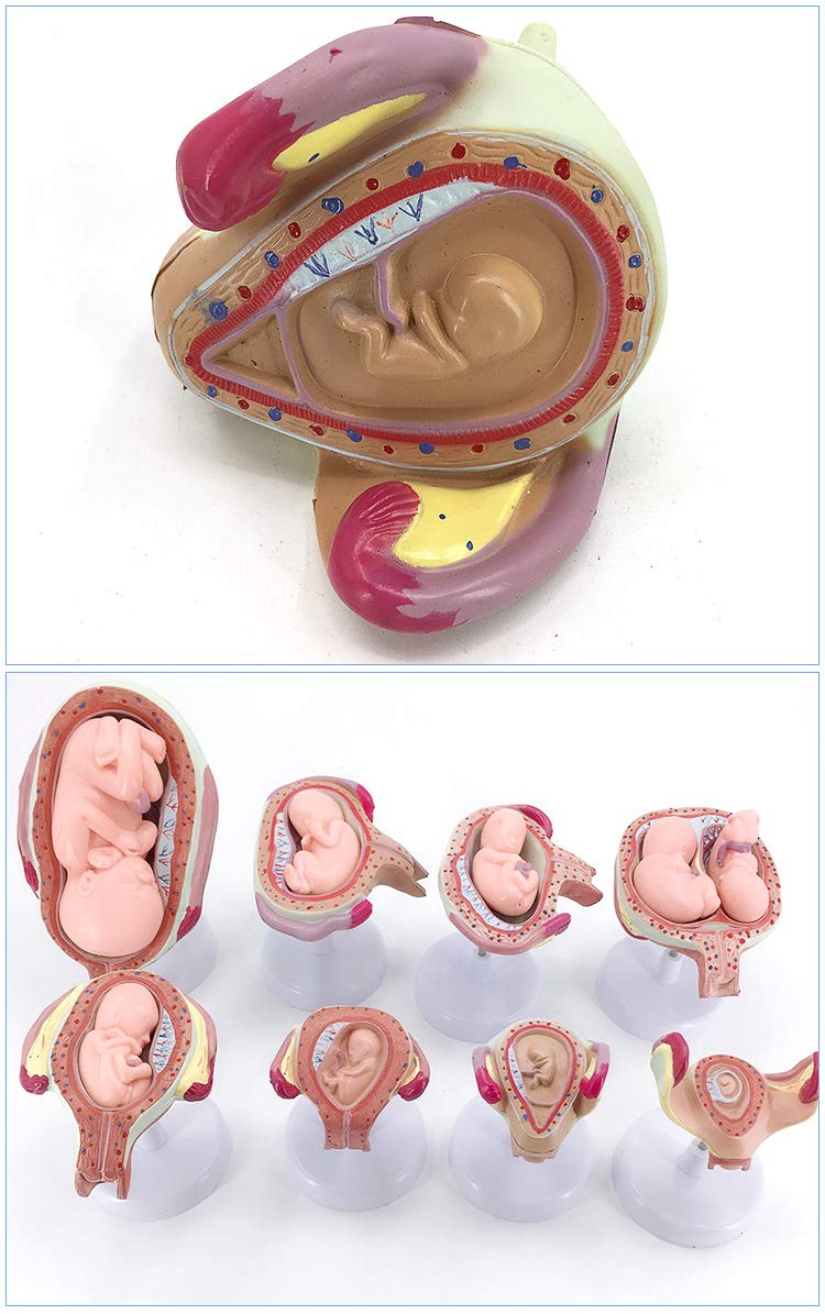 8 Models of Human Fetal Development Process - Nepal | Ubuy