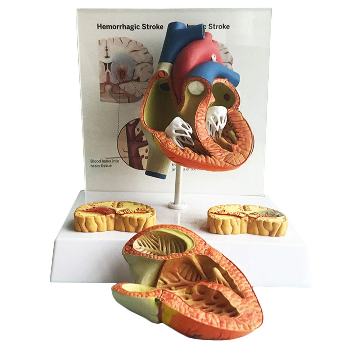 Buy Heart Medical Model - Human Heart Model - 2-Part Life Size ...