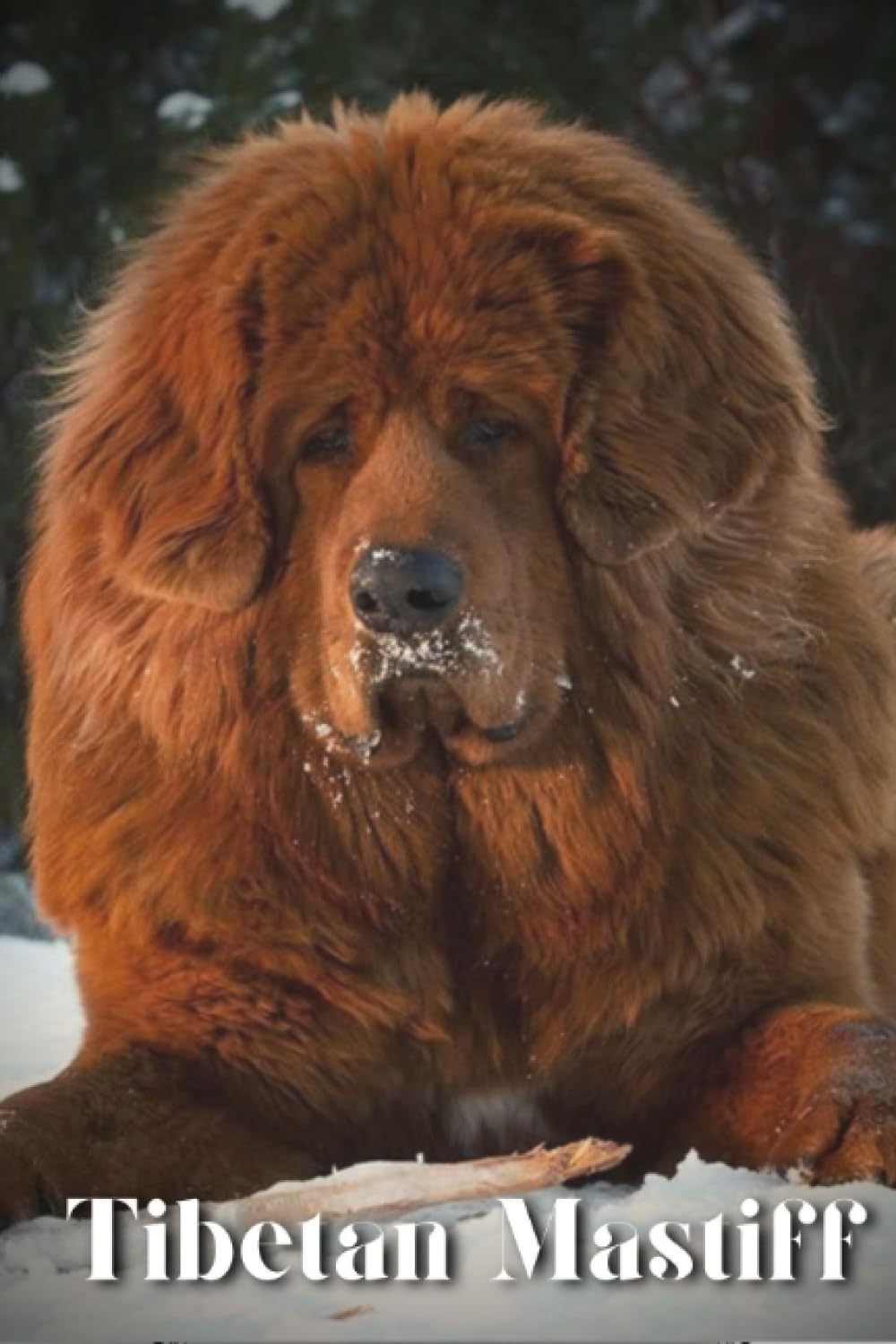 Tibetansk Mastiff Sonoma's Tibetan Mastiff Wins Best Of Breed At