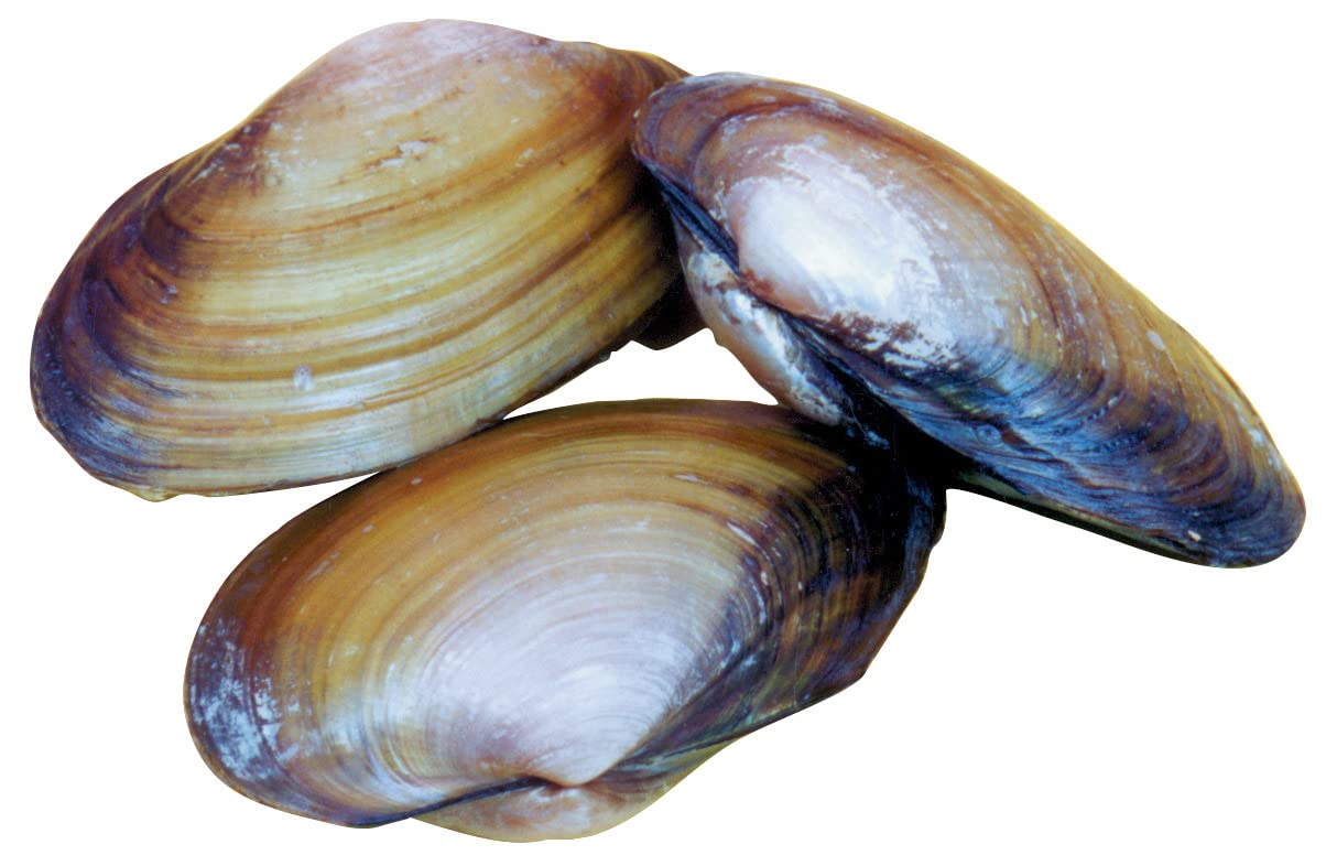 Frey Scientific Choice Preserved Freshwater Clam, 4-5 in Vacuum, Pack ...