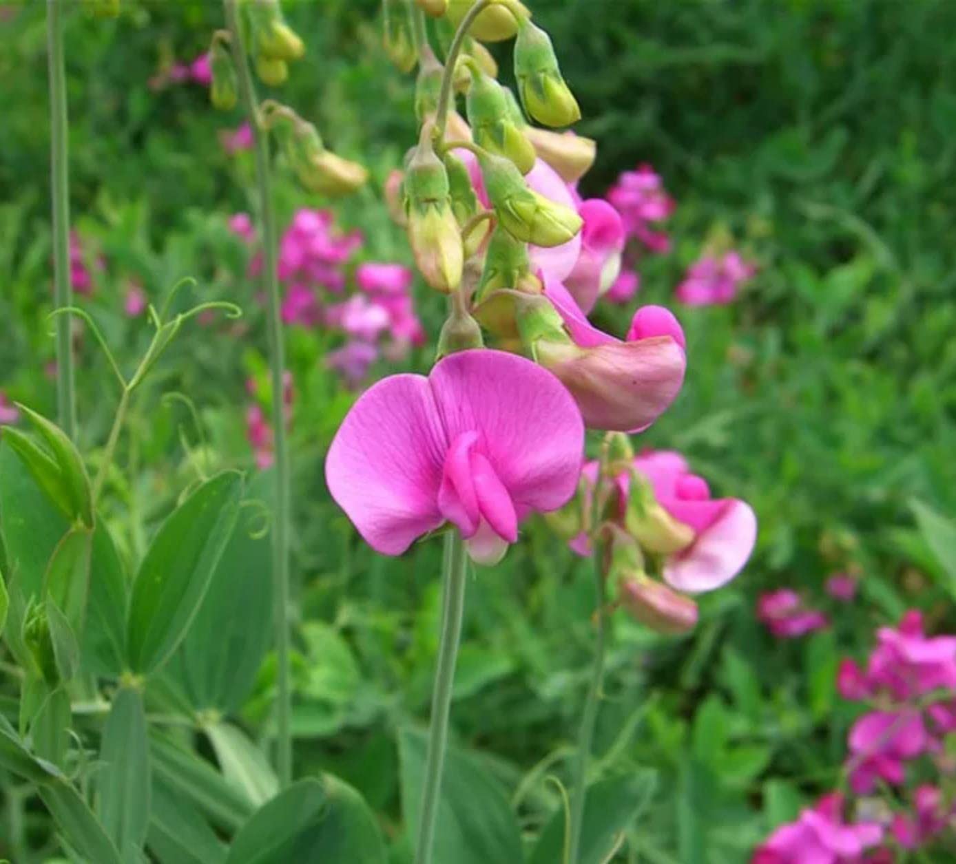 Pink Sweet Pea Flowers