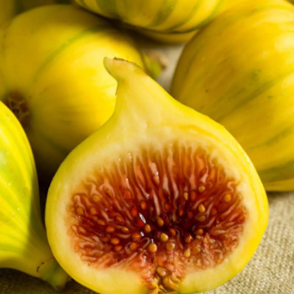 Amazon.com : 1 Rare Golden Dwarf Fig Live Starter Plant | 3-6 inch LSU ...