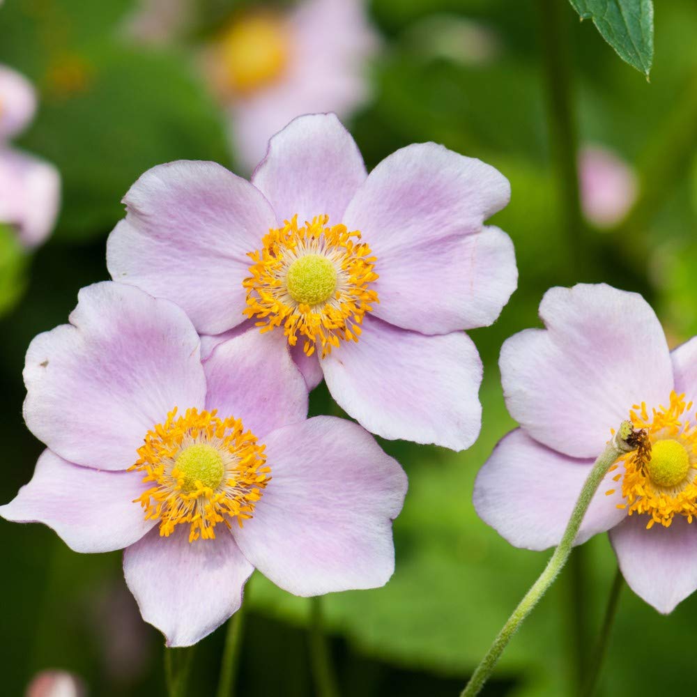 Buy anemone plant Online in South Africa at Low Prices at desertcart