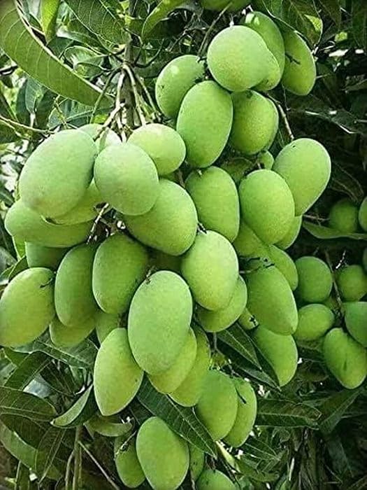 OhhSome Original Badami Mango Plant - Desi Delicacy Huge Productivity ...