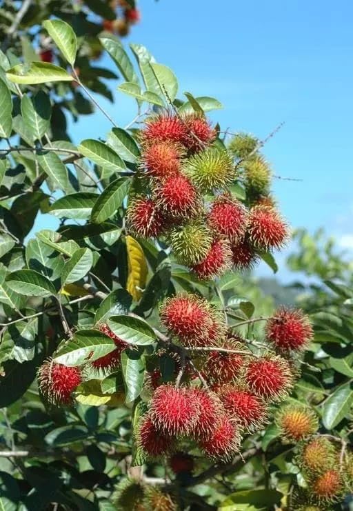 NEW DEBNATH NURSERY Rambutan Fruit Grafted Live Plant(Red Queen Zaida ...
