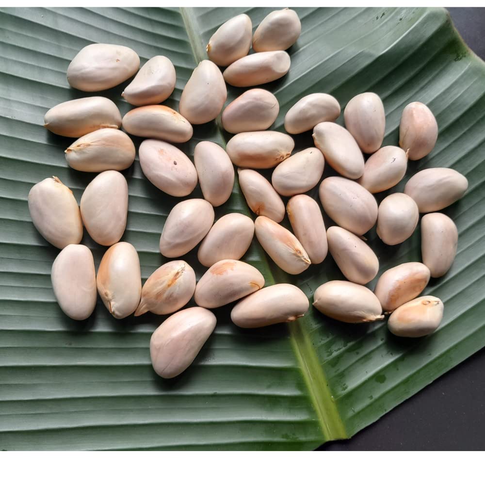 Kerala Fresh Rare Jackfruit Seeds 1kg / Suitable for eating and planting : Amazon.in: Grocery ...