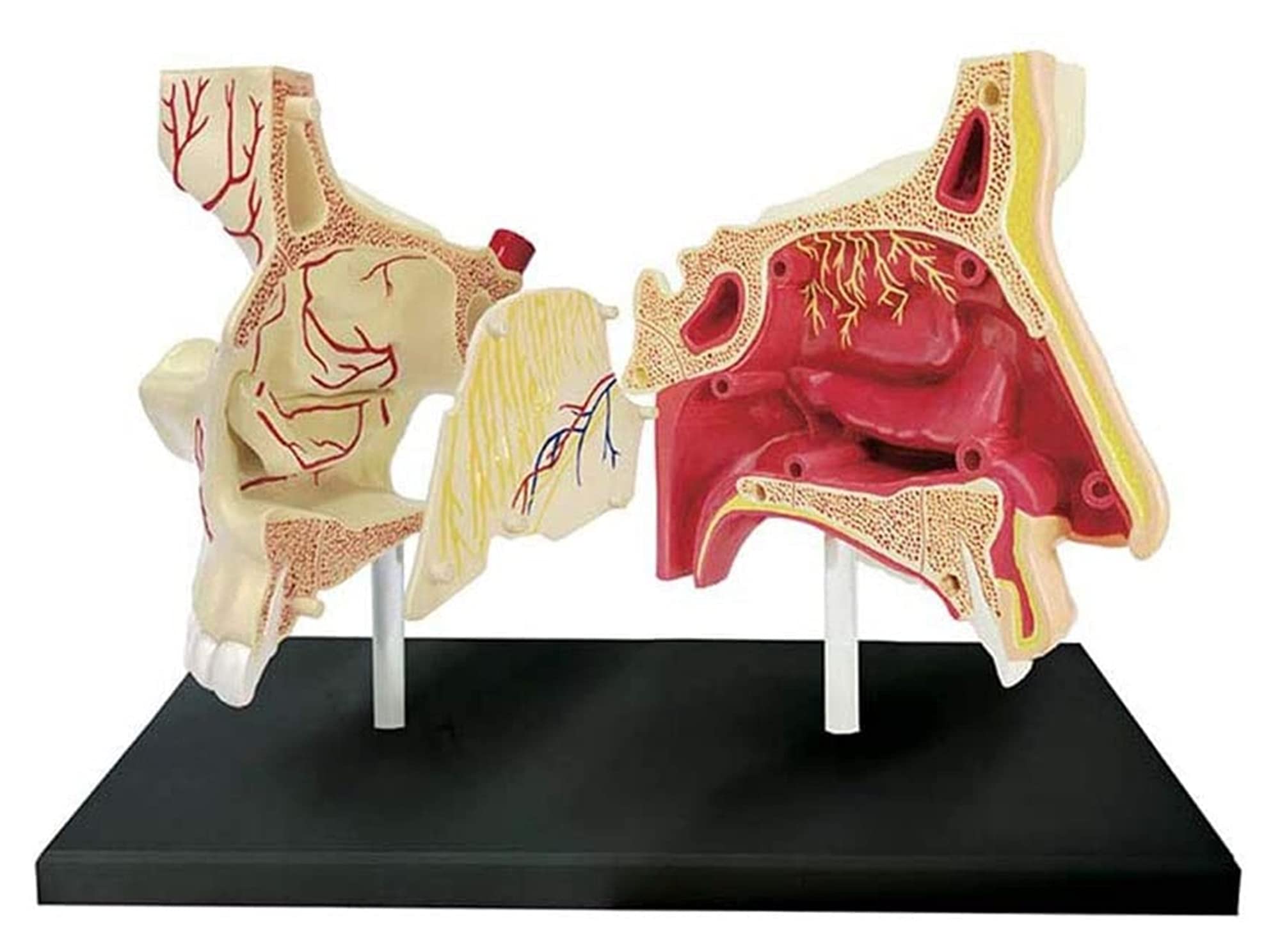 7 Nasal Cavity Bones 𝟒𝐃 𝐇𝐮𝐦𝐚𝐧 𝐍𝐨𝐬𝐞