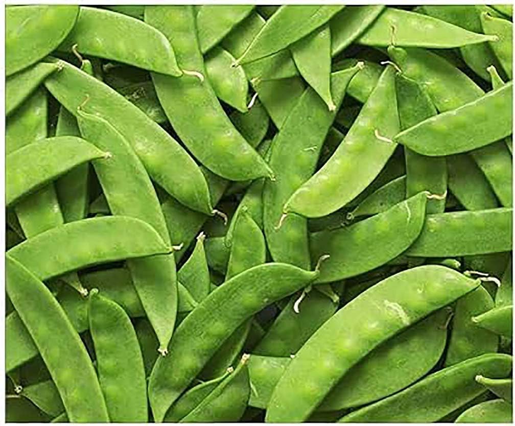 Amazon.com : 50 Oregon Snow Pea Heirloom Seeds - Non GMO ...