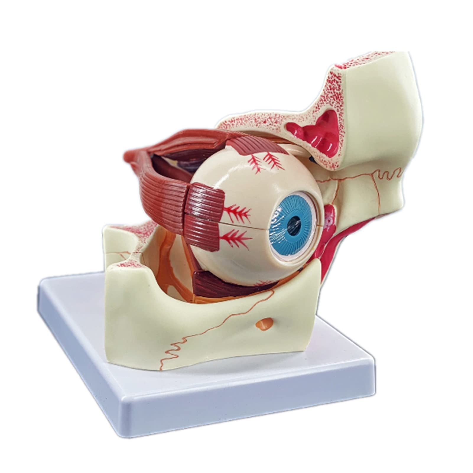 Buy Eyeball Model, 3 Times Magnification Model of Eyeball and Orbit ...