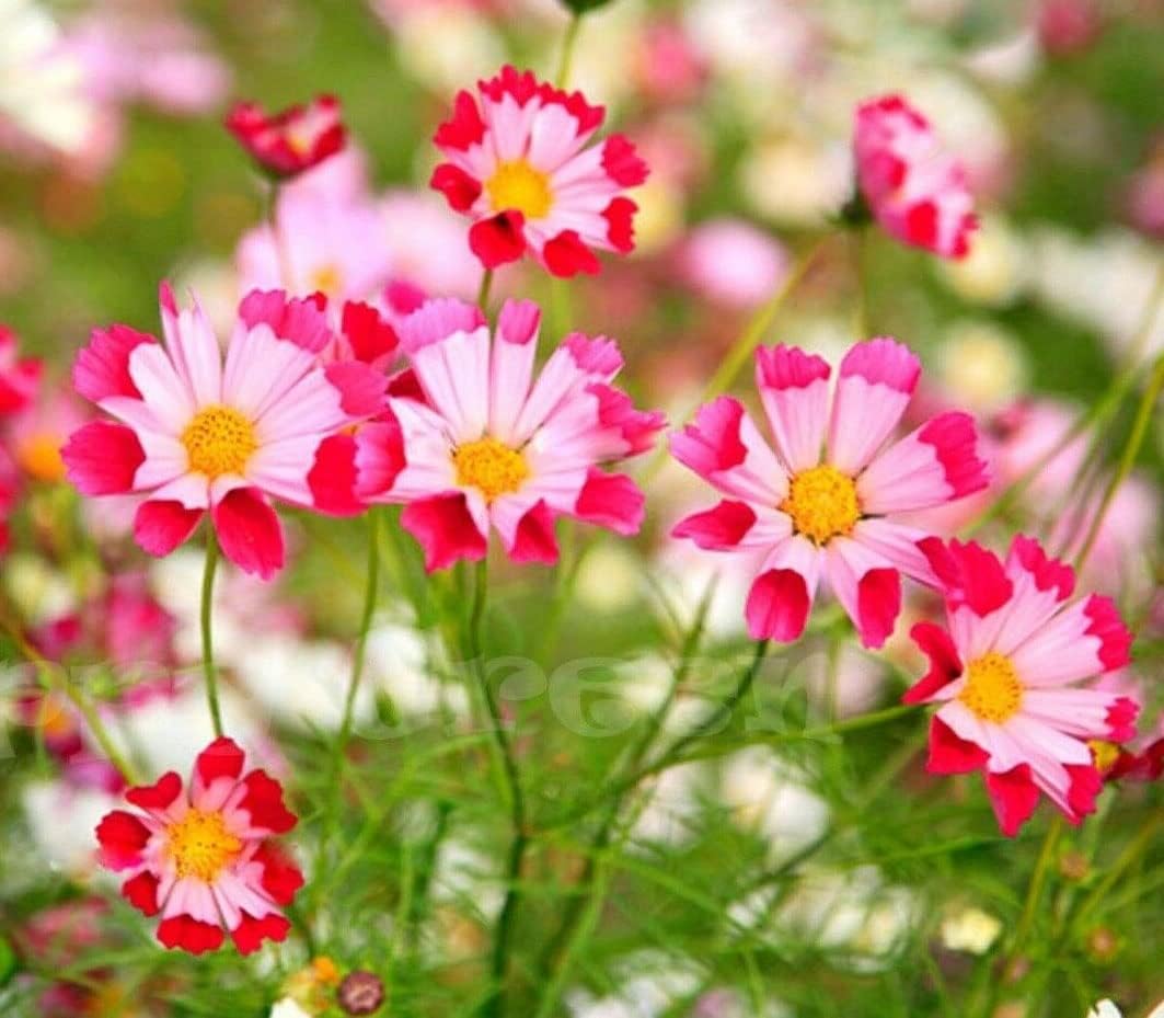 Cosmos Sea Shells Mixed 400 Seeds + Freebie + Plant tag Cosmos ...