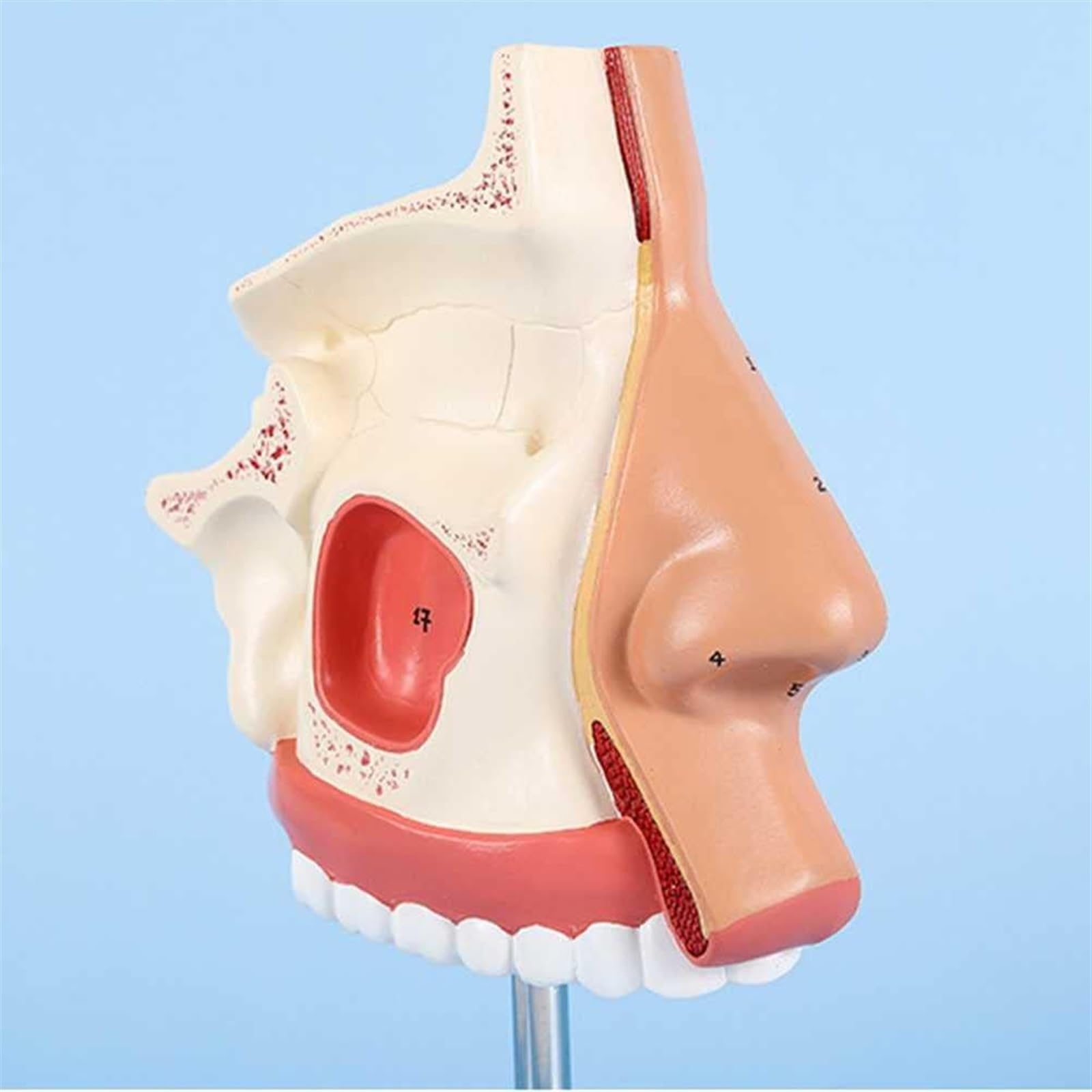 Modelo De Cavidad Nasal Etiquetado MODELO ANATOMICO CAVIDAD