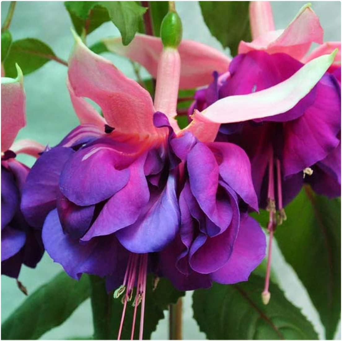 Fuchsia Giant Flowering 'Royal Mosaic' x 5 Large Plug Plants Cutting ...