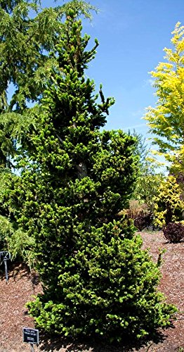 Buy HILLSIDE UPRIGHT NORWAY SPRUCE - Picea abies 'Hillside Upright' - A ...