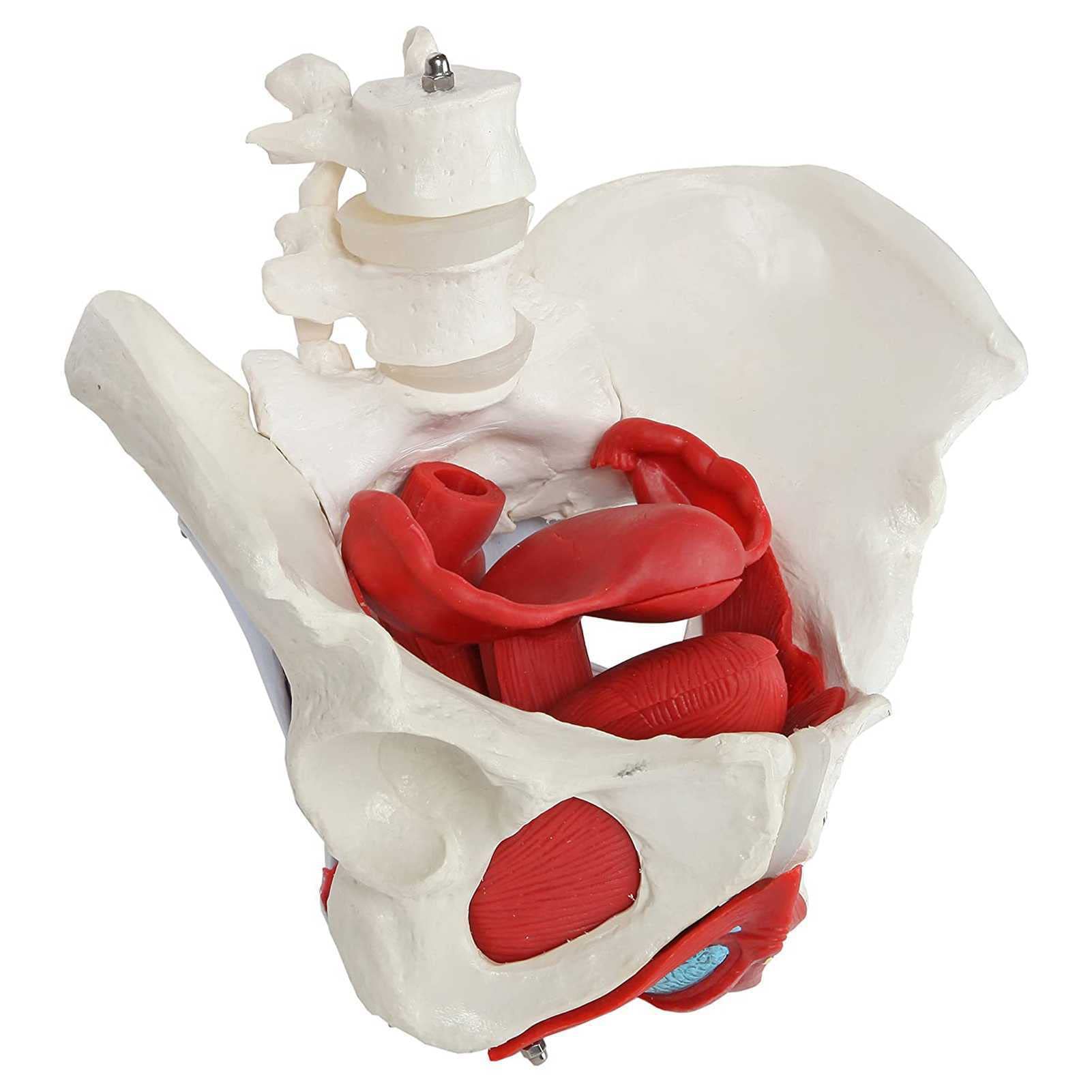 Buy Hgcar Pelvic Floor Model, Female Pelvis Model, Pelvic Floor Muscle ...