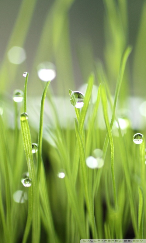 Water Drop Wallpaper For Android