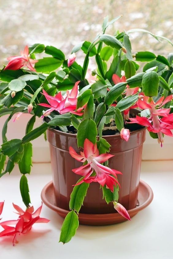 Oxygeen Red Christmas Cactus Zygo Cactus Live Plant Schlumbergera ...