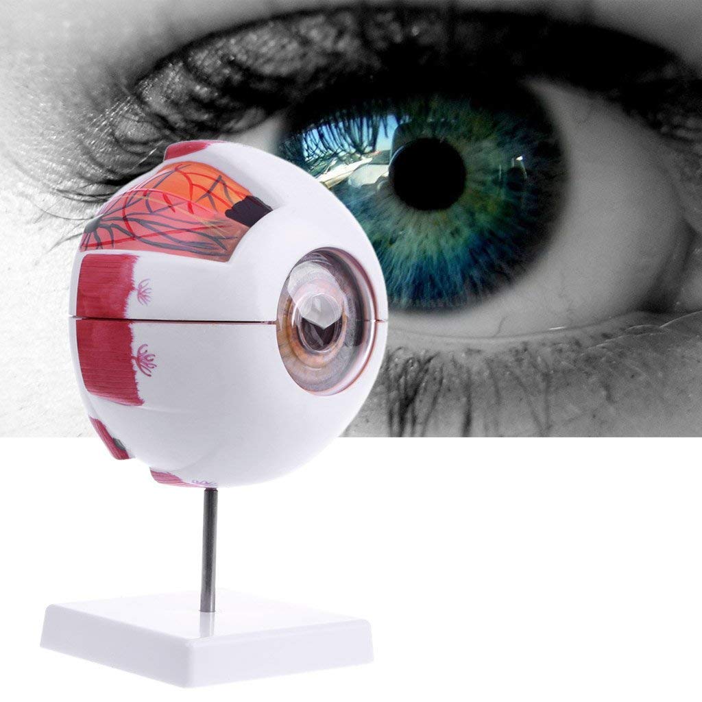 Buy Anatomical Model Of Eyeball, 6X Magnification Human Giant Eye Model ...