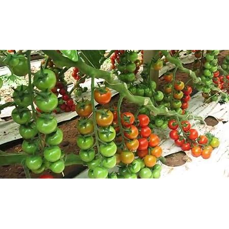 GREEN WORLD Arka Rakshak F1 Hybrid Tomato Seeds 10 gms : Amazon.in ...