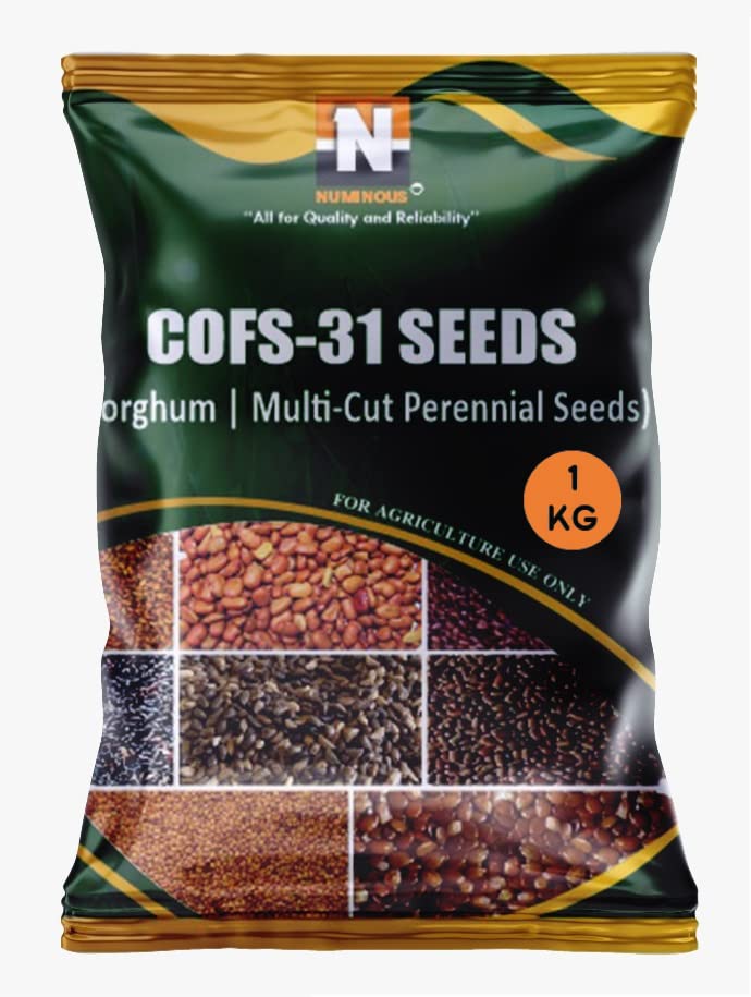 Buy Numinous COFS 31 /Sorghum/Jowar/Jwari/Multicut/Perennial Fodder ...