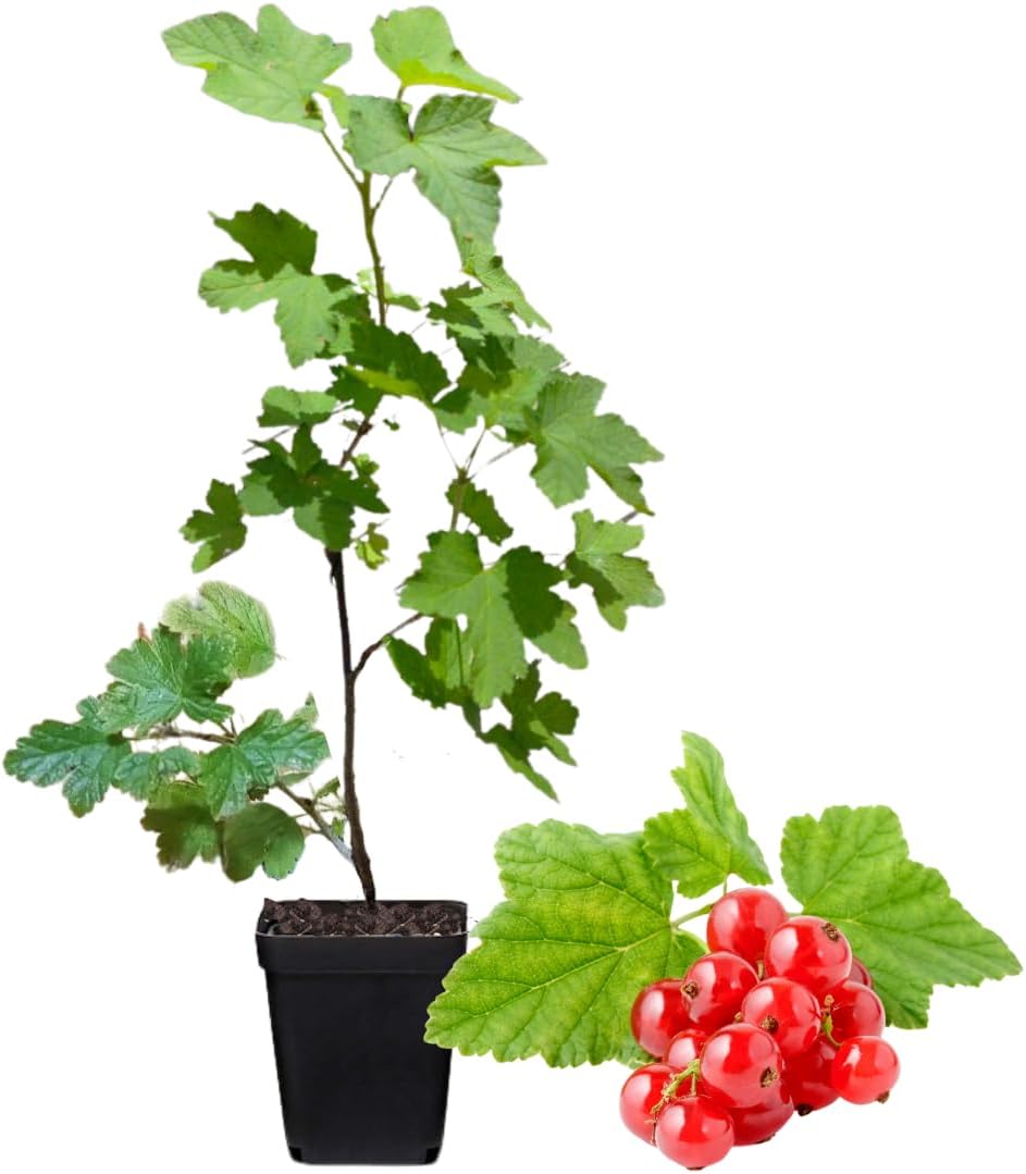 Amazon.com : Red Currant Bush Live Plant, Red Currant Plant Live for ...