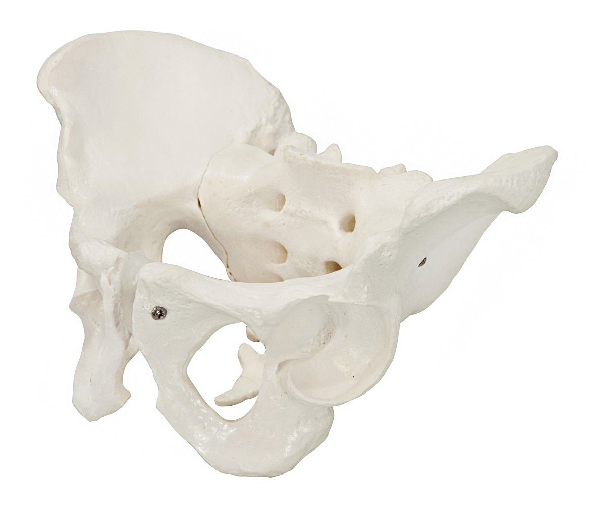 Snapklik.com : Skeletal Model Of The Male Pelvis Cast From A Real Human ...