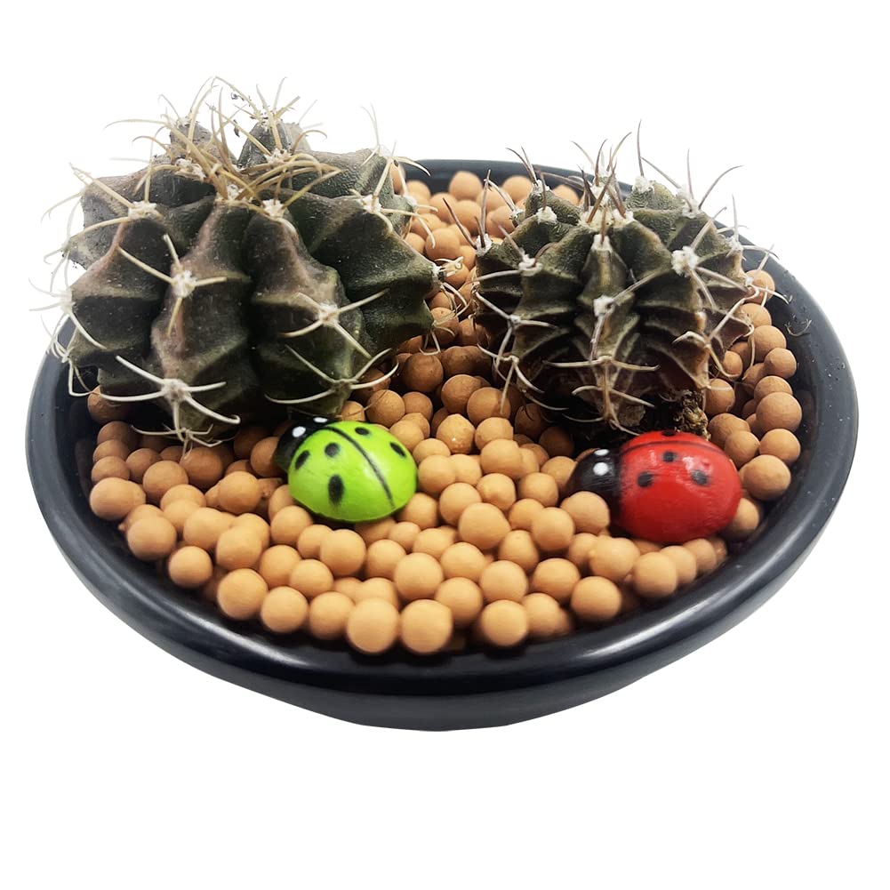 Amazon.com : 2pcs Cactus Plants Purple-Black Mini Live Cactus Plants ...