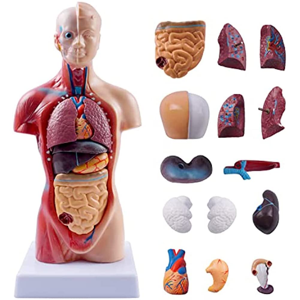 Qooarker 10.5inch Human Torso Anatomy Model Viscera Heart Brain ...
