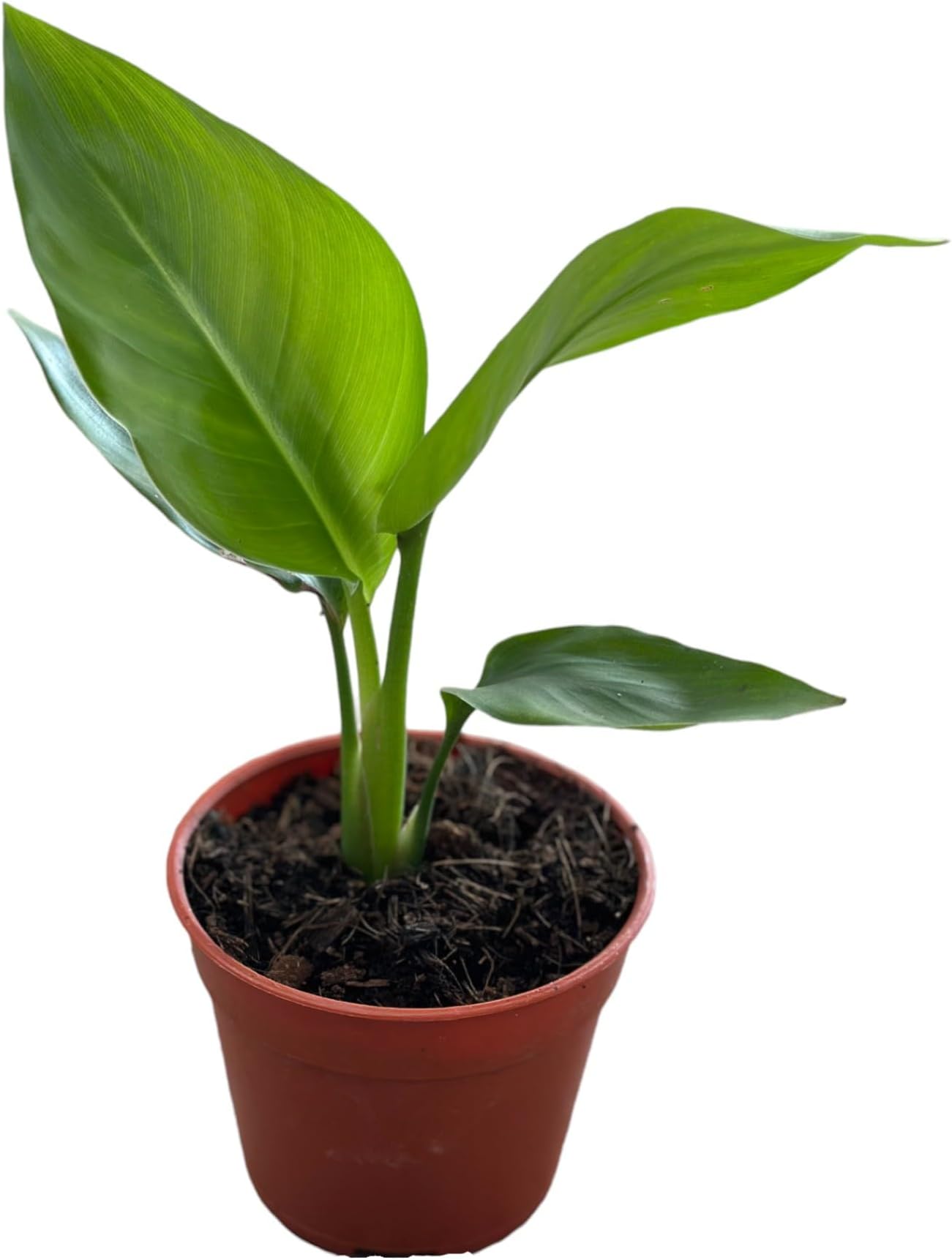Amazon.com : CEMEHA SEEDS - Bird of Paradise Crane Flowers Strelitzia ...