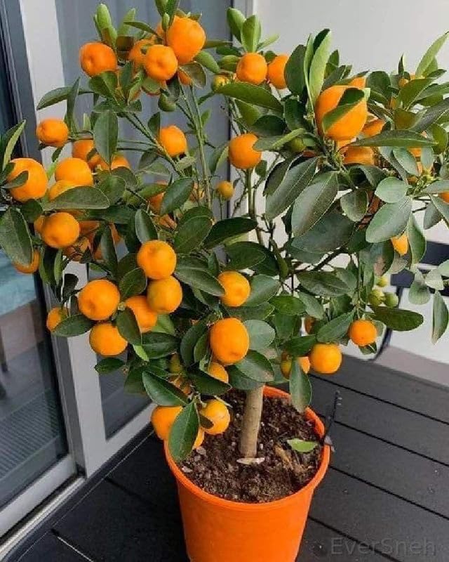 EverSneh Live Plant Orange Fruit, Santra (Seedless) - Plant Sweet ...