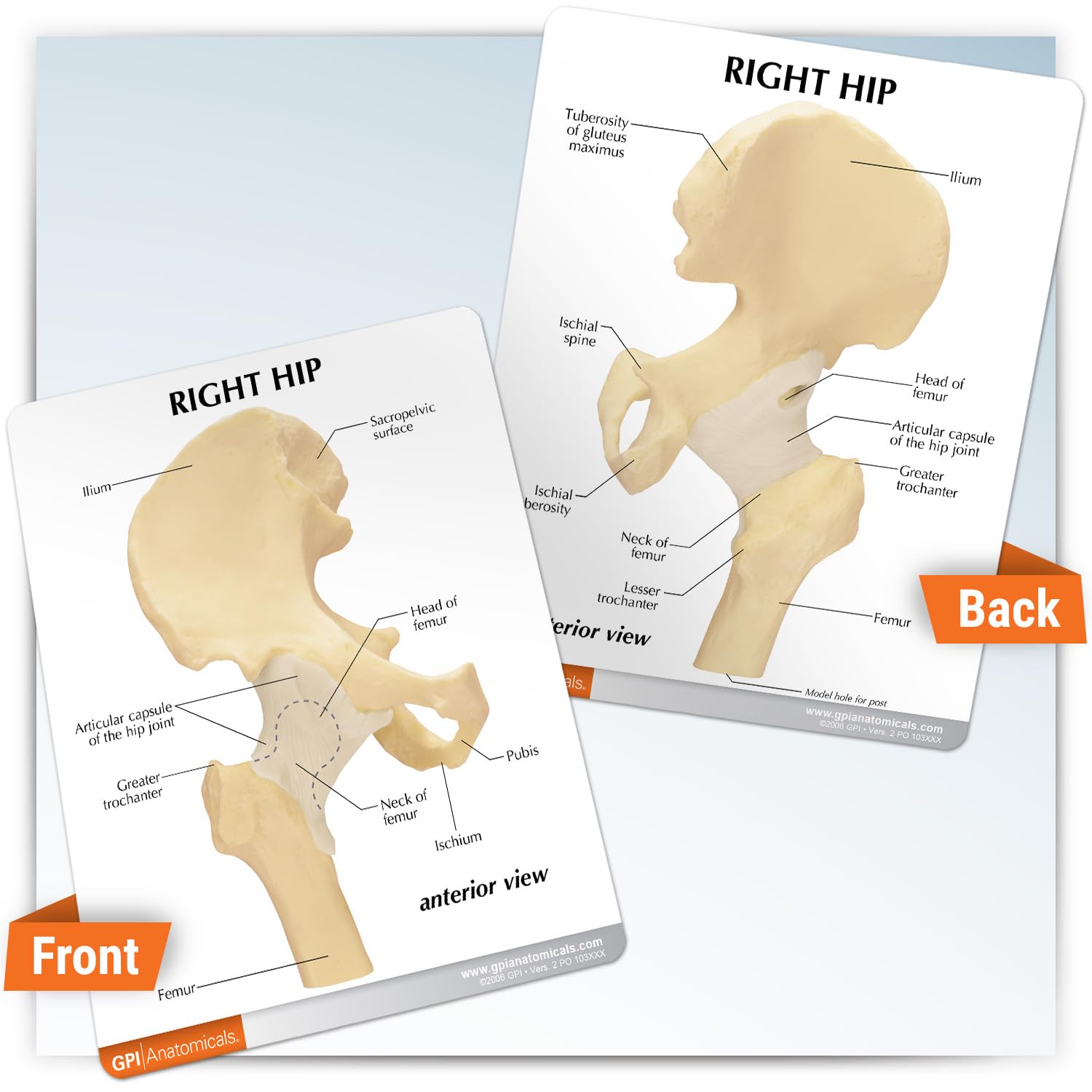 Snapklik.com : Basic Hip Model, Right Hip Joint Replica For Human ...