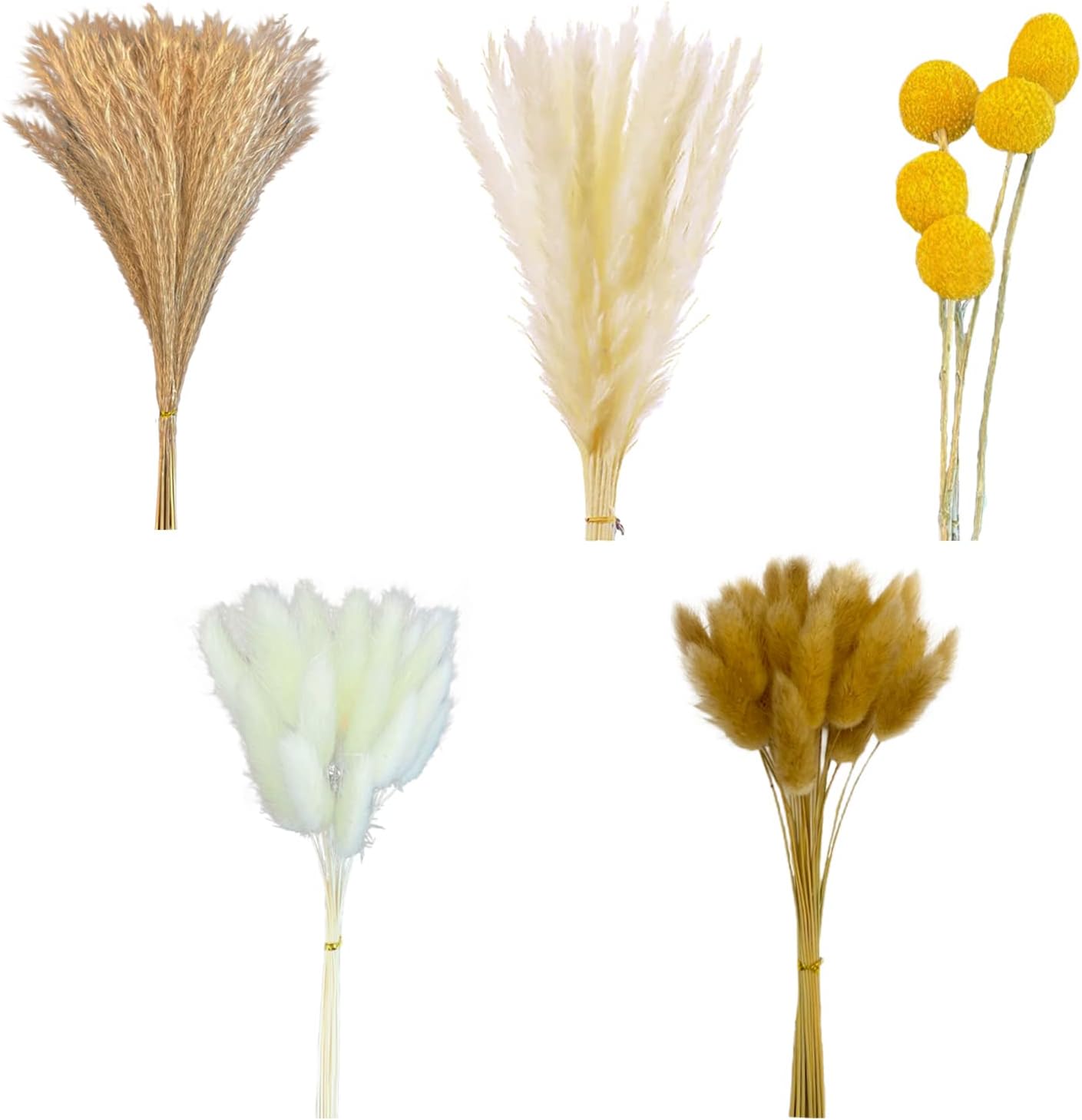 Amazon.com: Cpaoson 100 pcs Dried Pampas Grass Decor, Natural Pompous ...