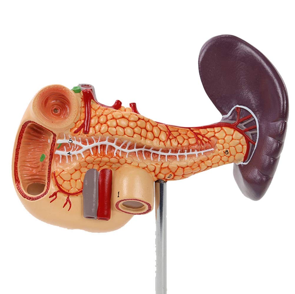 Buy HLGQ Pancreatic Digestive System Spleen And Duodenum Liver ...