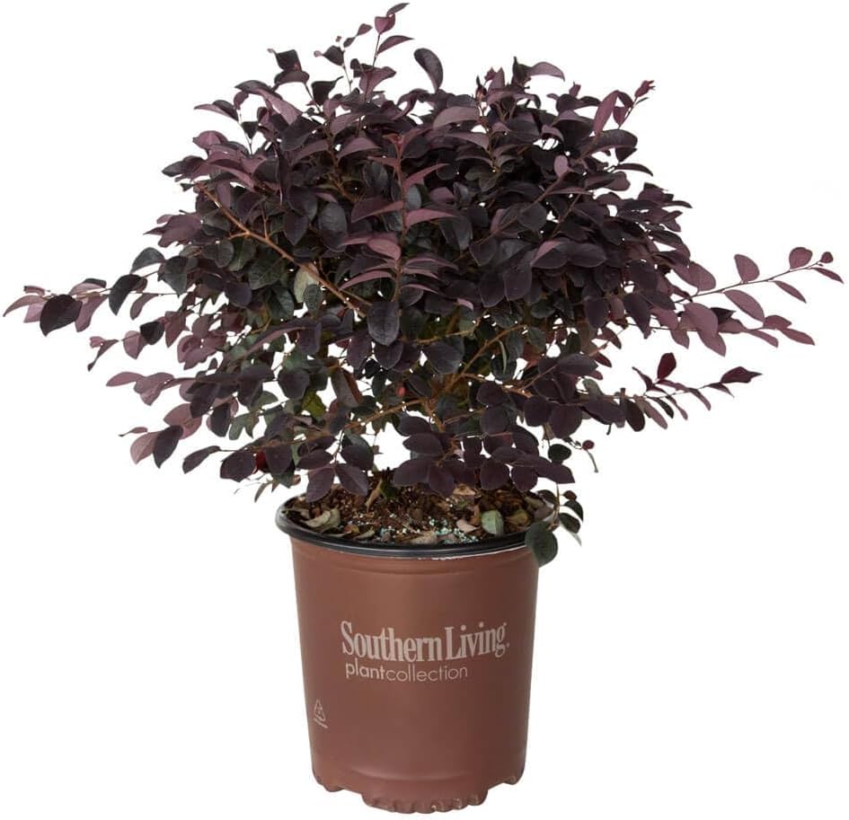 Amazon.com : Red Diamond Loropetalum (2 Gallon) Flowering Evergreen ...