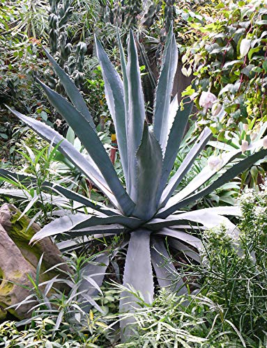 Century Plant Rash Once In A Lifetime Bloom | UC Agriculture And