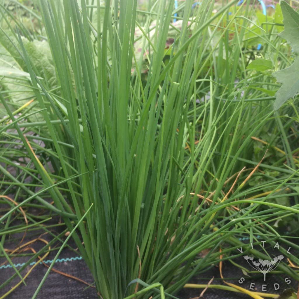 Amazon.com : 3000 Common Chive Seeds for Planting Non GMO 5 Grams of ...