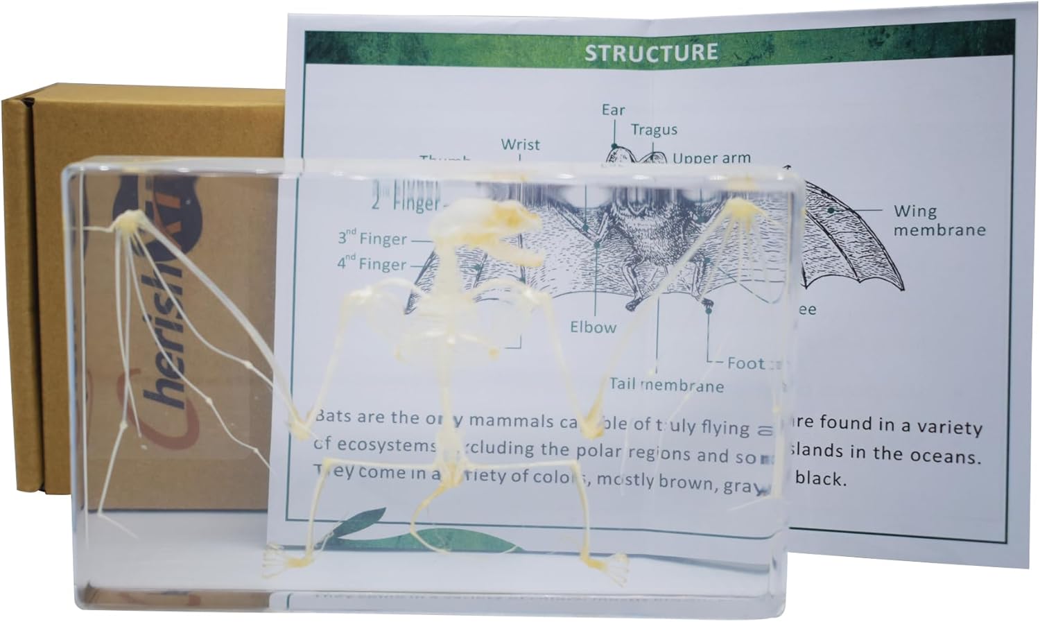 Amazon.com: Cherish XT Taxidermy Bat Skeleton, Real Bat Skeleton ...