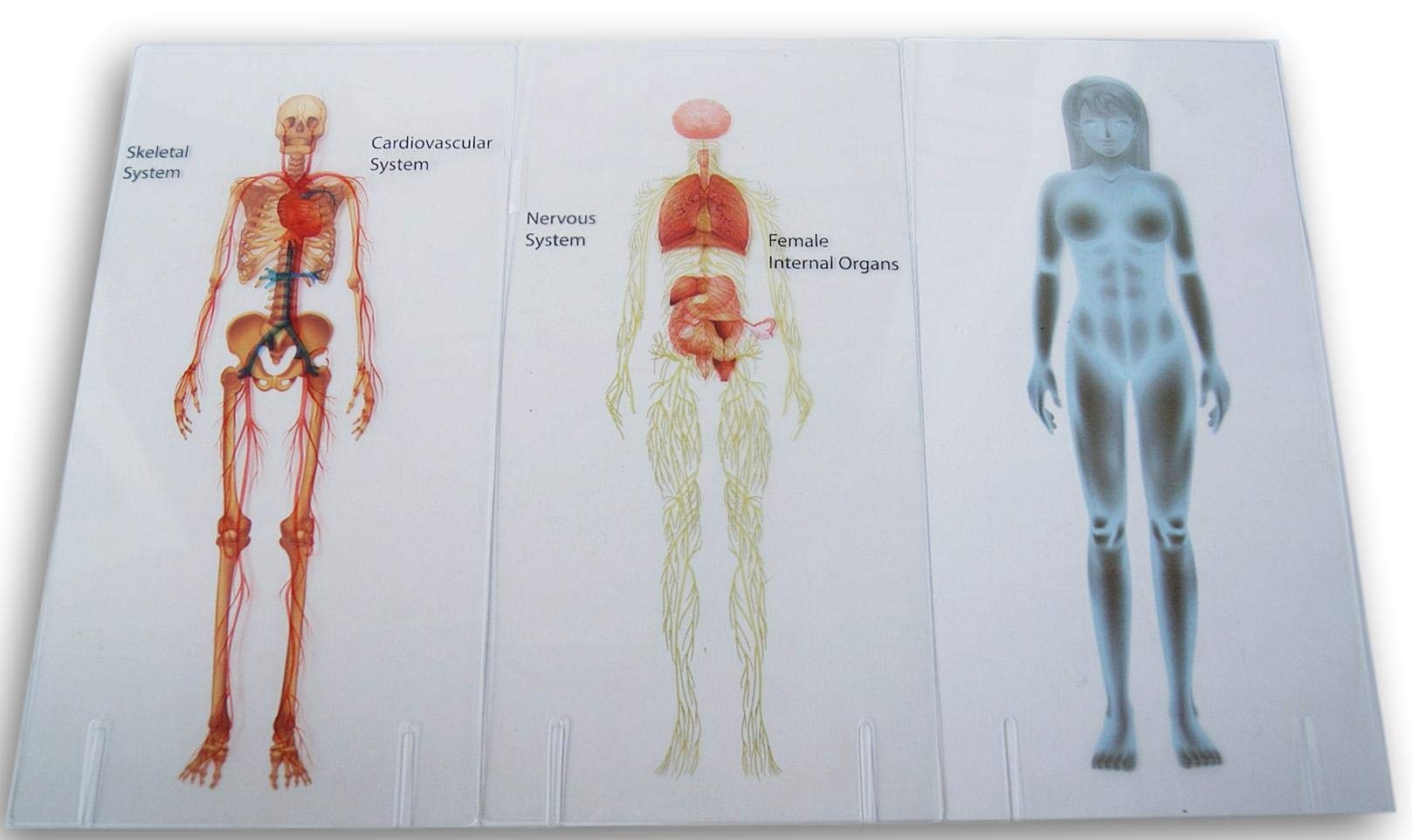 Snapklik.com : Paper Craft Layering Jumbo Flash Cards - Human Anatomy ...