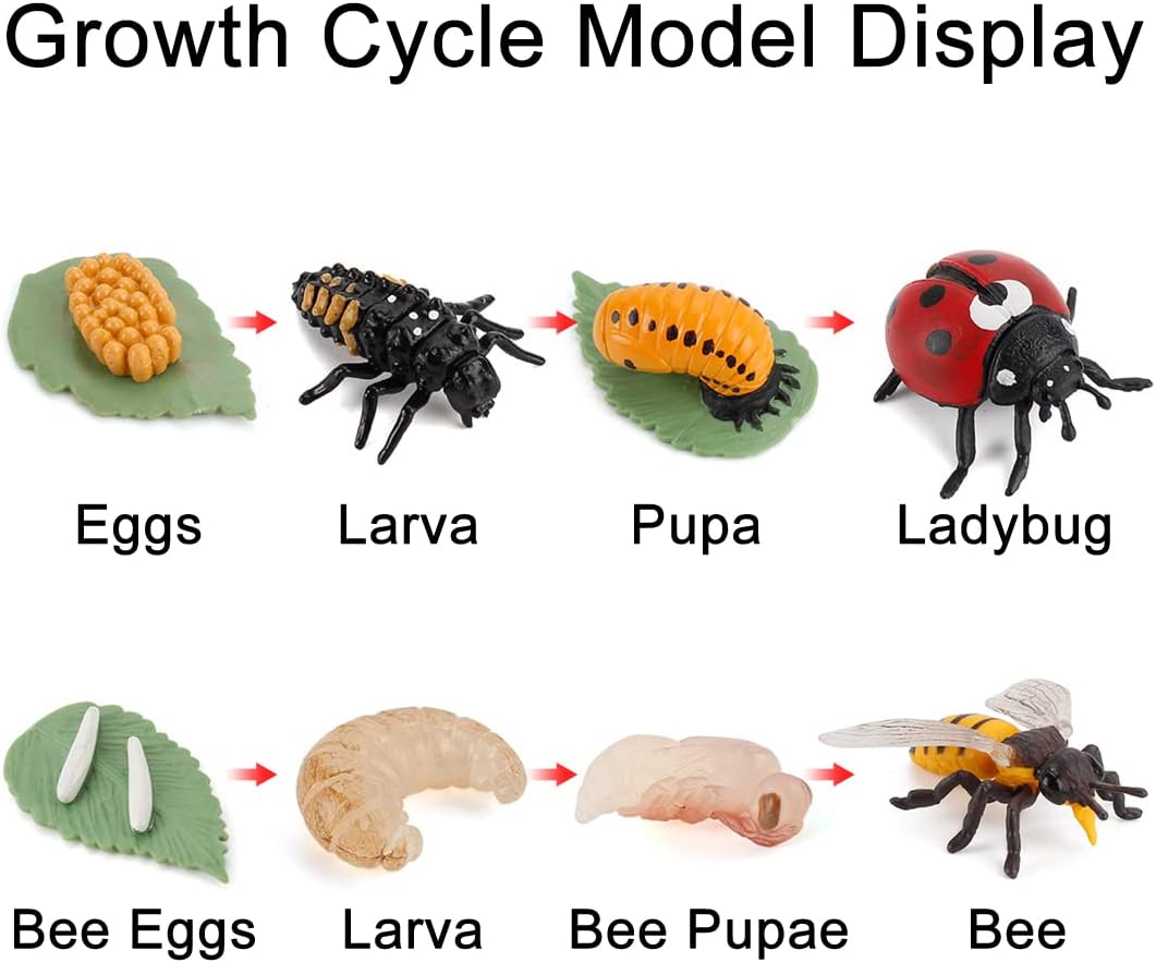 2 Pcs Insect Growth Cycle Model Sets Bee Growth Cycle Figurines Ladybug ...