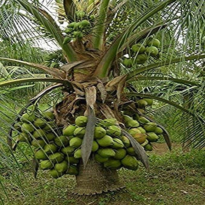 BLOOM & GROW High Yield Rare Dwarf Coconut Sunnangy Live Plant - Leaf ...