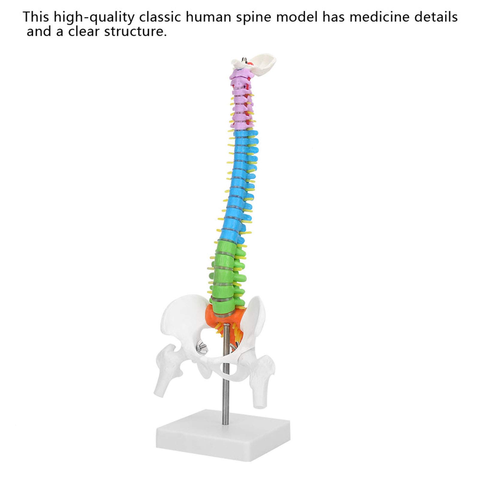 Buy Human Spine Model Colored Flexible Scientific Anatomical Human ...