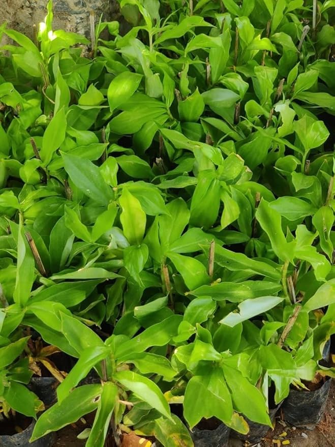 Insulin tree plant sugar and diabetes (Pack of 2 Live plant) : Amazon ...