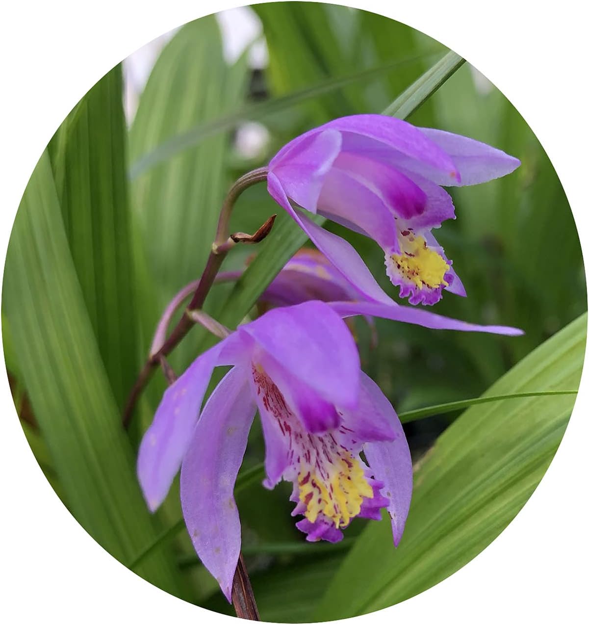 Amazon.com : BLETILLA Yokohama Kate Purple Yellow Ground Orchid Live ...