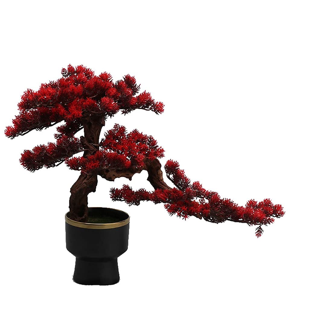 Japanese Maple Bonsai Cascade